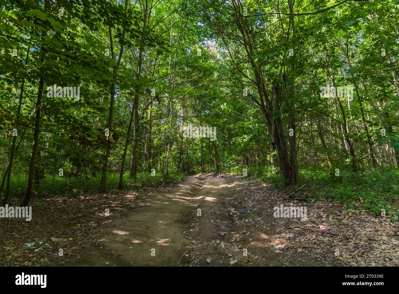 Long curvy path in small forest between high green trees and bushes at ...