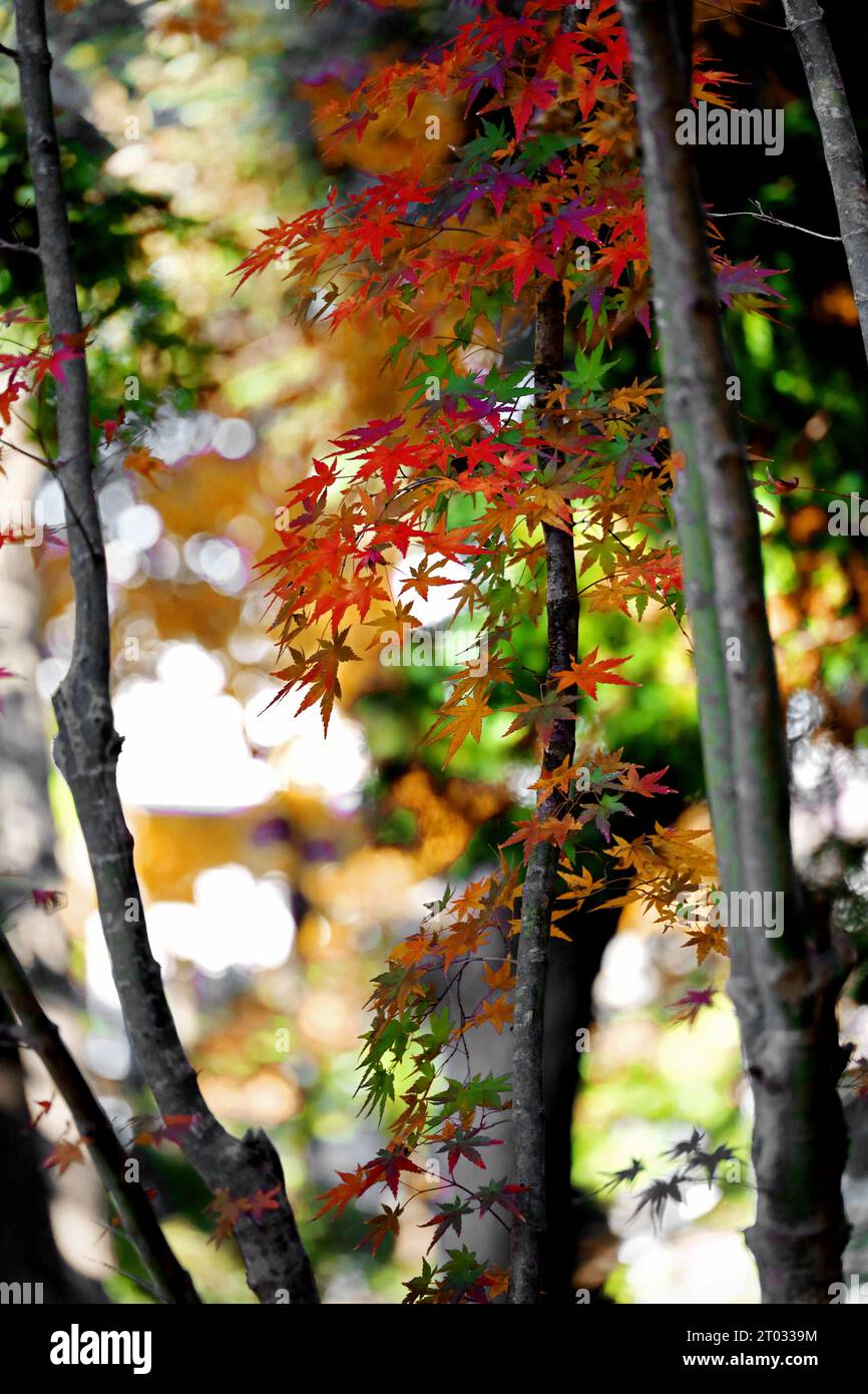 Autumn Japanese garden where the leaves of the Japanese maple begin to ...
