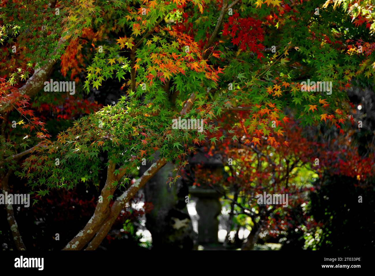 Autumn Japanese garden where the leaves of the Japanese maple begin to ...
