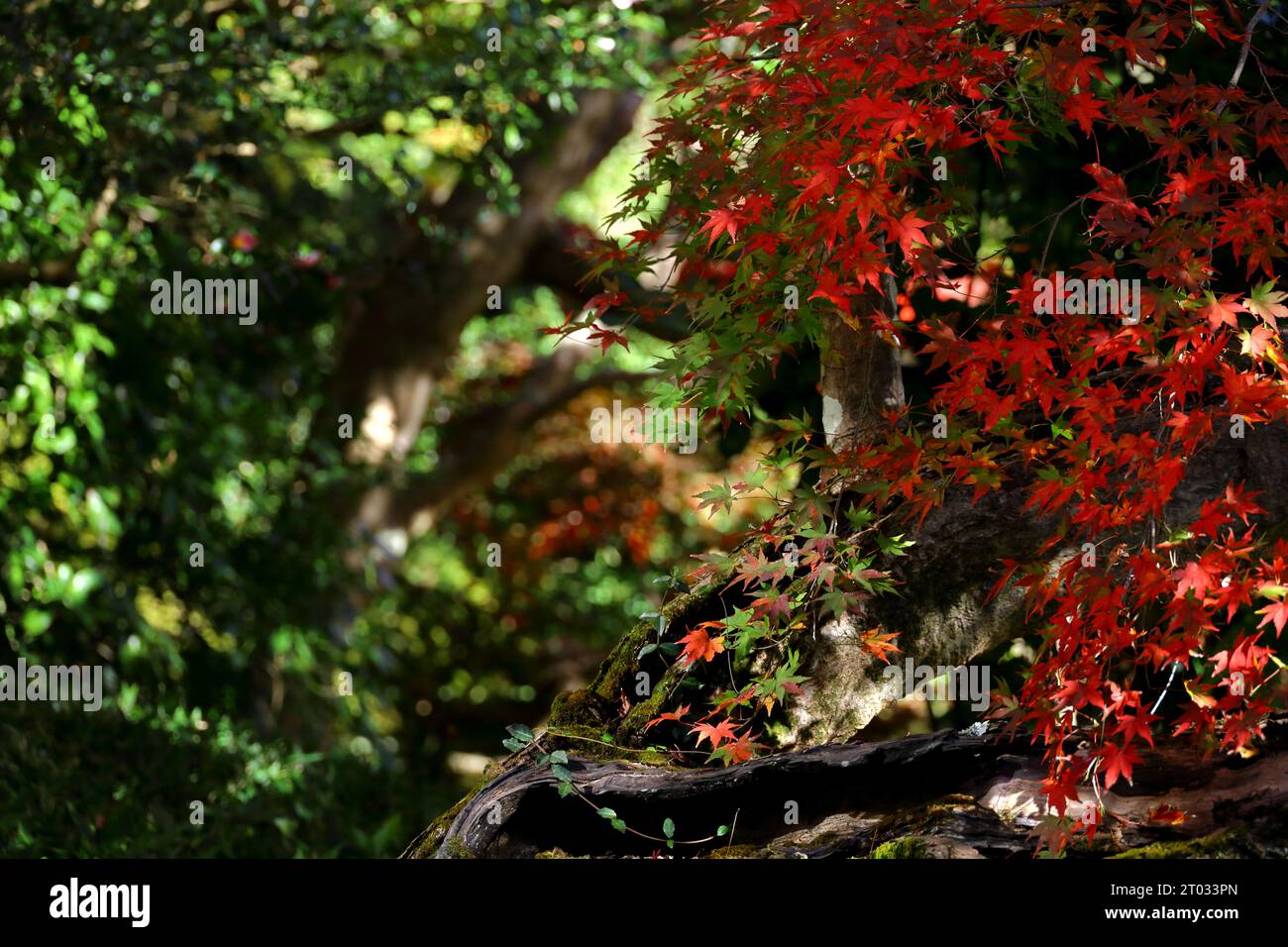 Autumn Japanese garden where the leaves of the Japanese maple begin to ...
