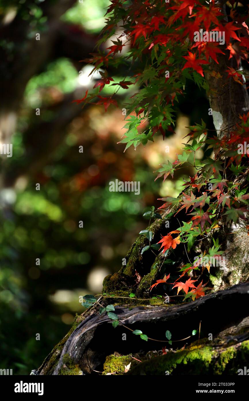Autumn Japanese garden where the leaves of the Japanese maple begin to ...
