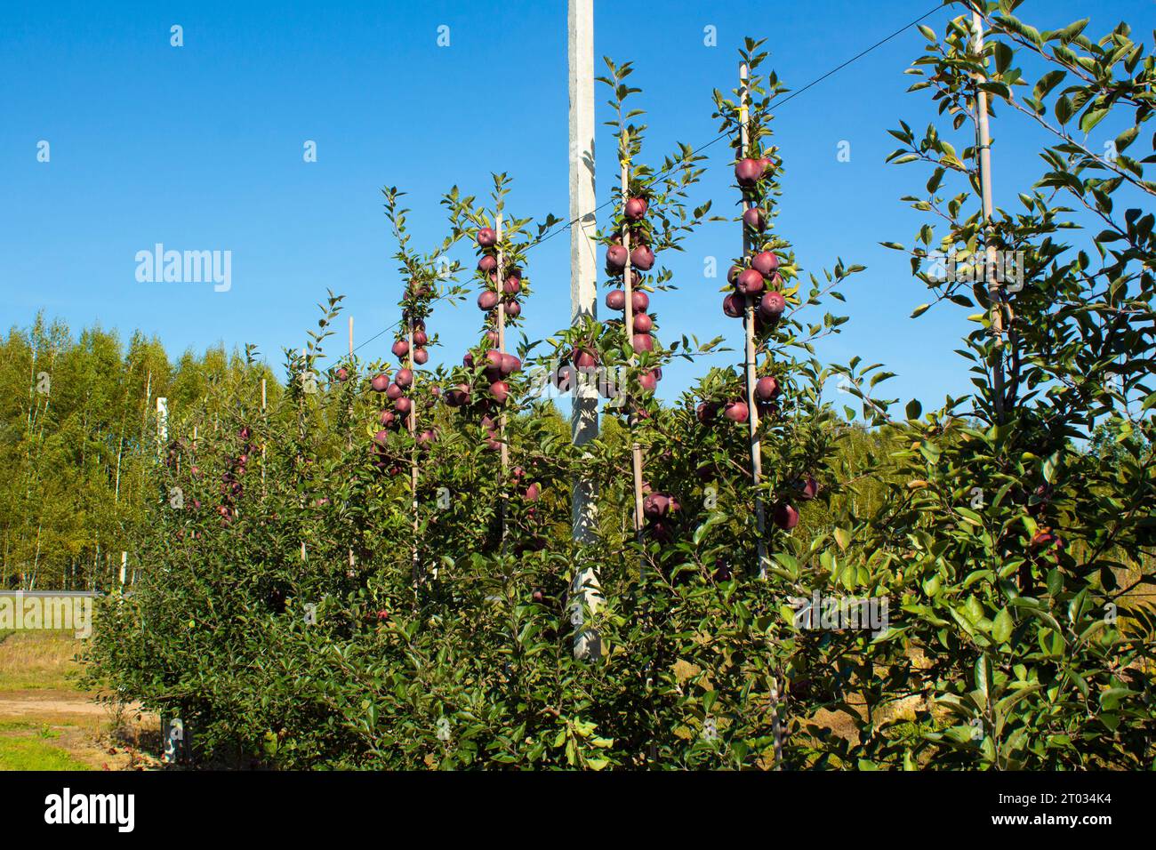 Apple trees in row before harvest. Large red delicious apples on a tree ...