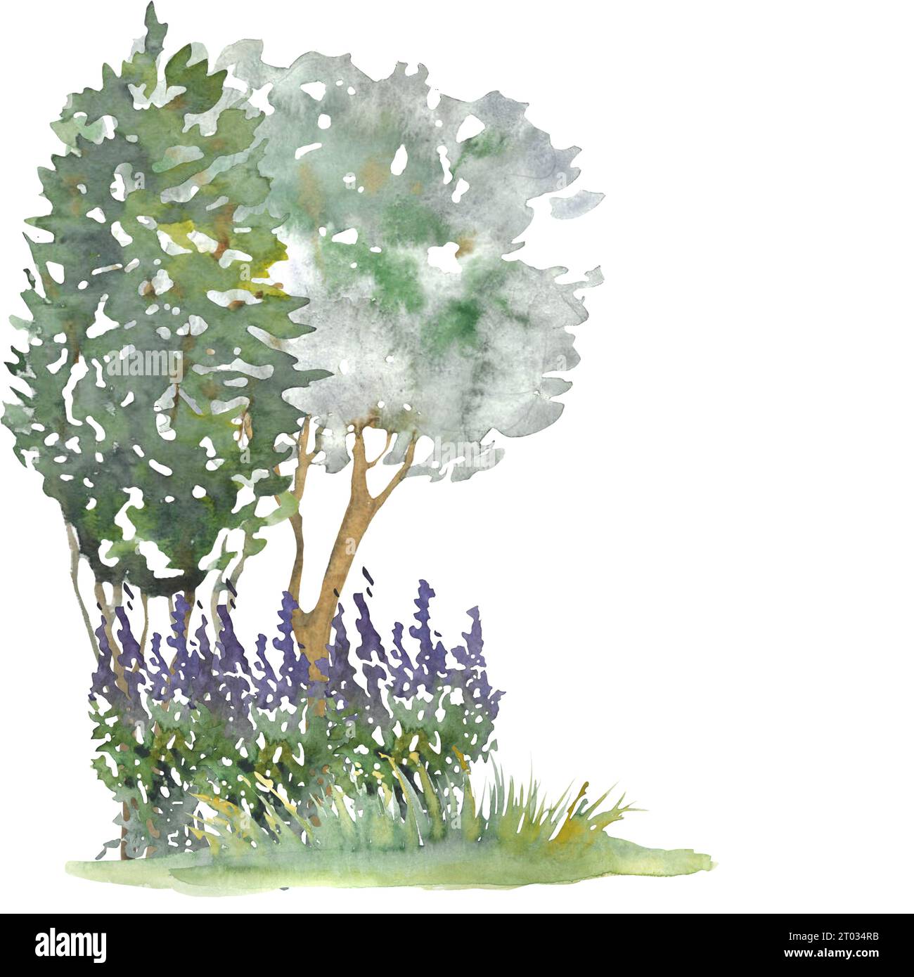 hand-drawn watercolor sketch for landscape design, tree grass bushes ...