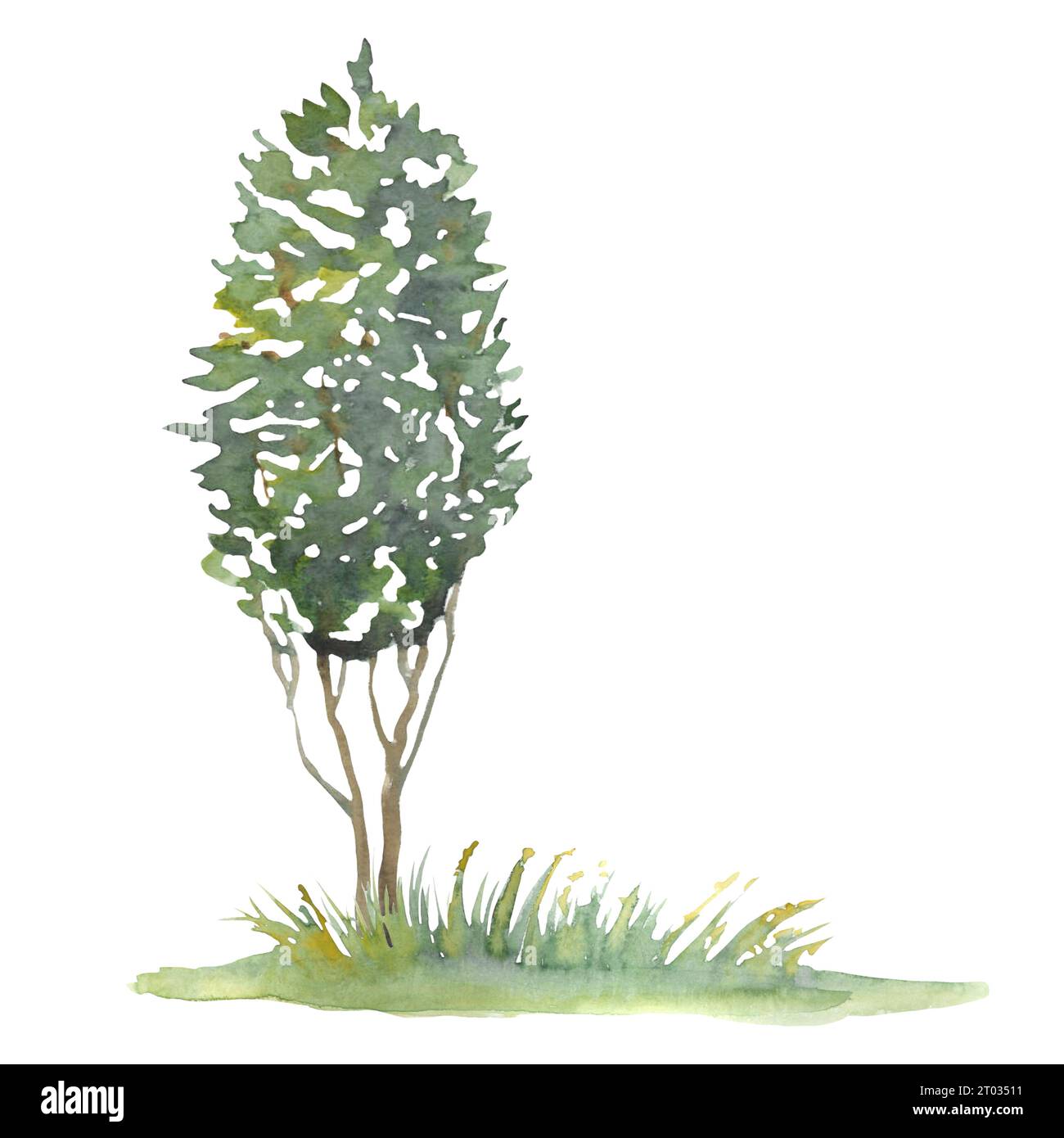 hand-drawn watercolor sketch for landscape design, tree grass bushes ...