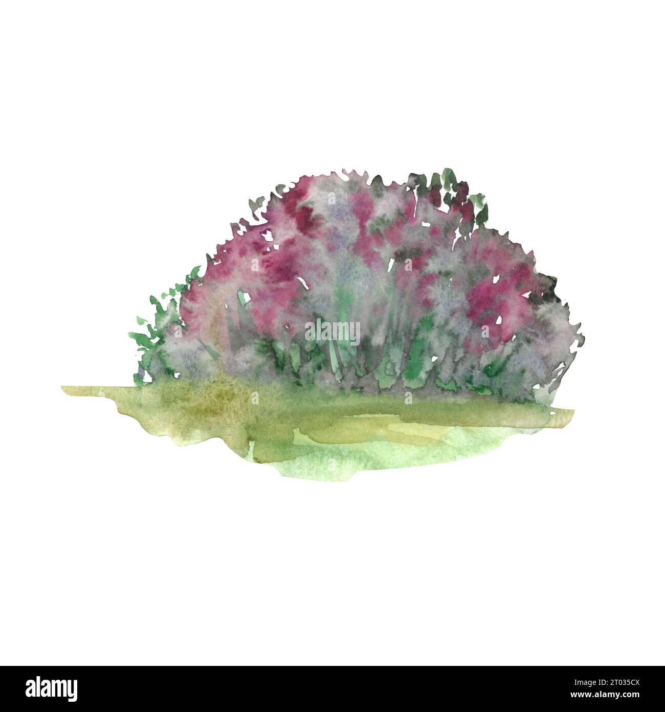 bushes, flowers, sketches of plants for landscape design drawn in ...