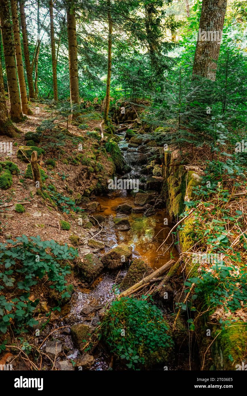 Small river in the forest Stock Photo - Alamy