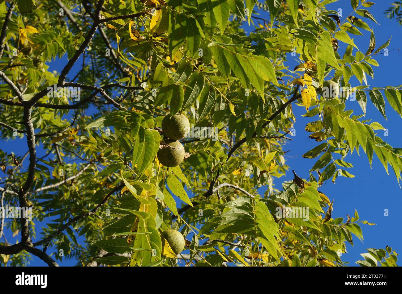 A tree with green foliage and brown walnuts hanging from its branches ...