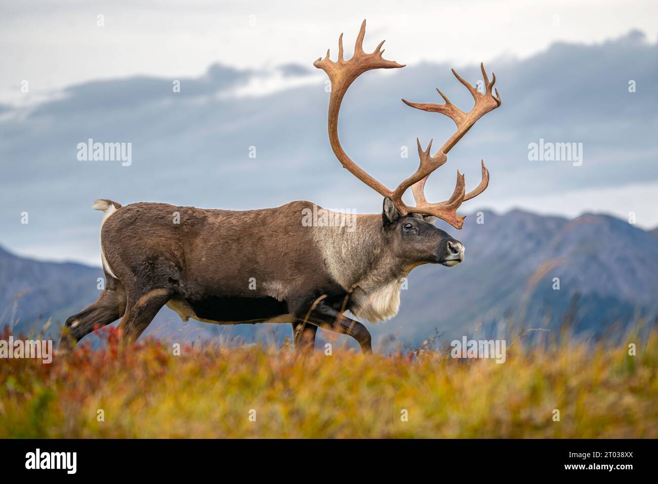 Alaska trophy caribou hi-res stock photography and images - Alamy
