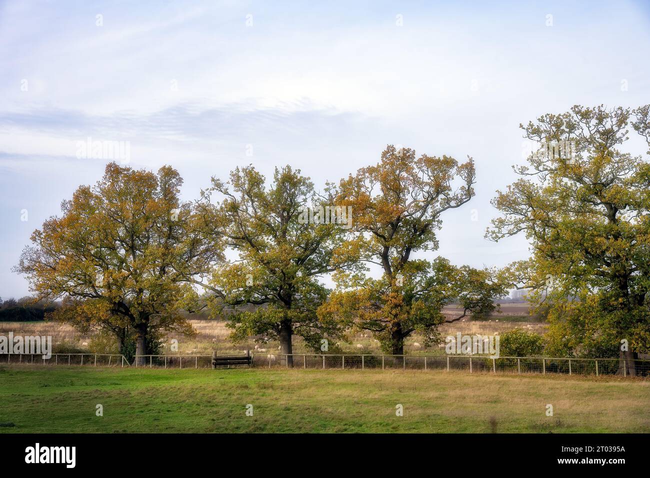 Autumnal landscape oak trees hi-res stock photography and images - Alamy