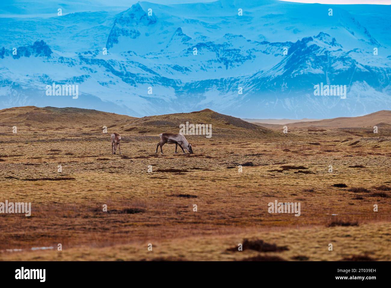 Pretty mooses on grasslands in Iceland, peaceful haven with frozen ...