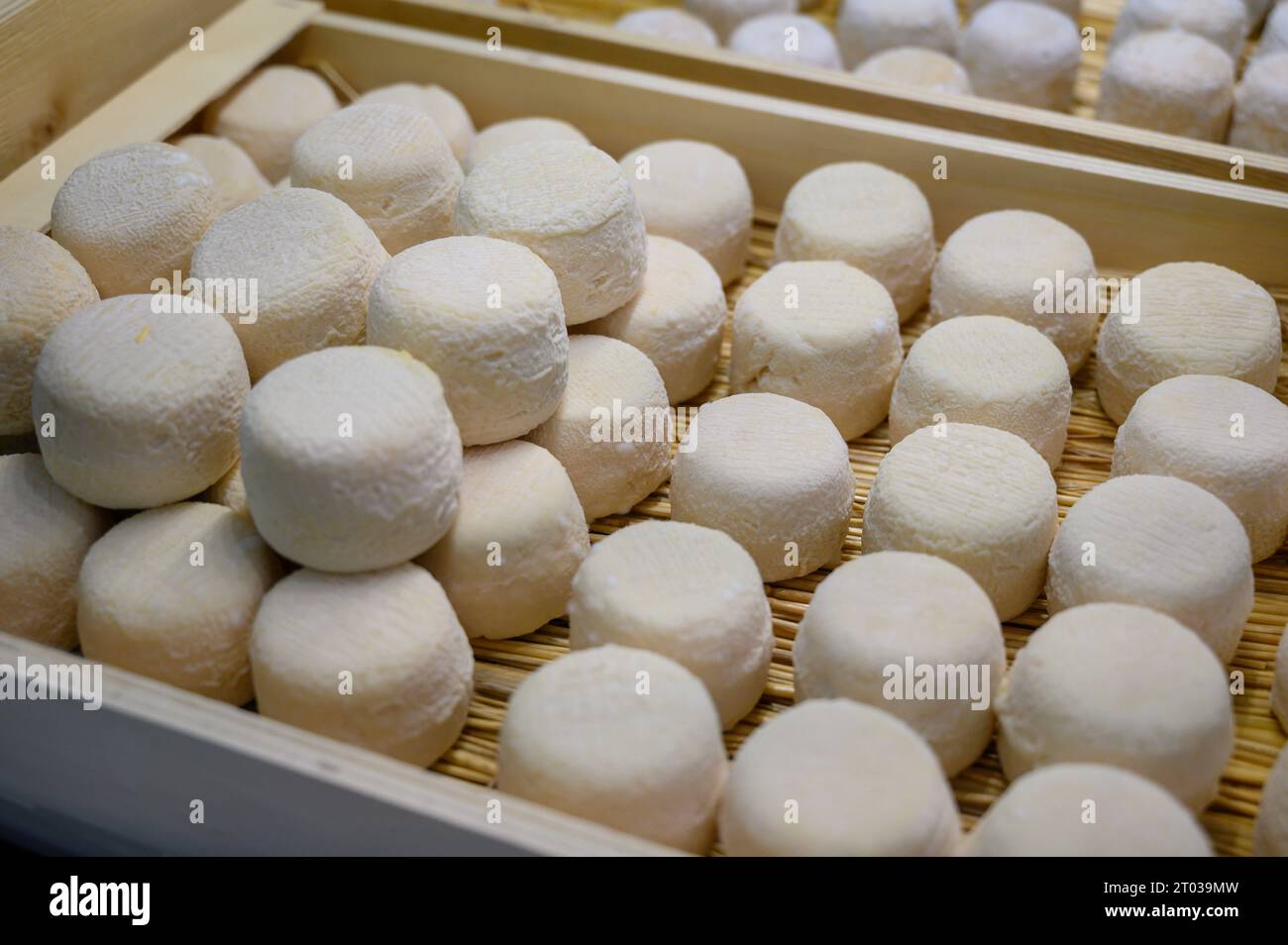Cheese collection, soft goat French cheese with mold crottin de ...