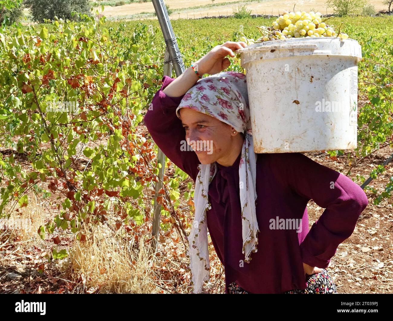 A Kurdish woman carries the grape she plucked from the vineyard to the ...
