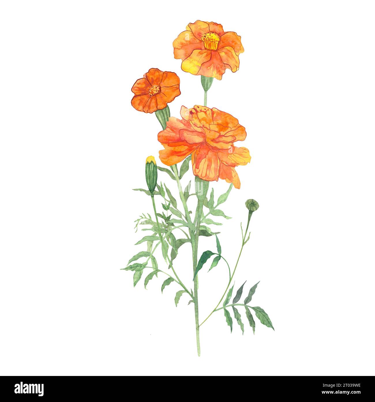 marigolds, flowers drawn in watercolor, symbol of longevity in China ...