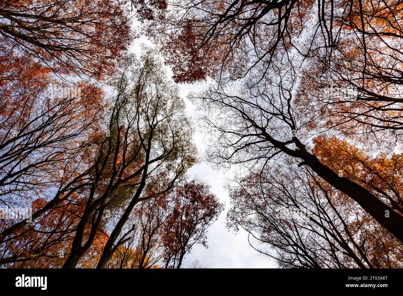 treetops with fall foliage seen from below Stock Photo - Alamy