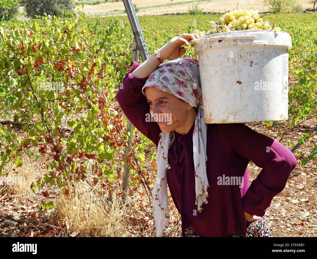Plucked turkey hi-res stock photography and images - Alamy