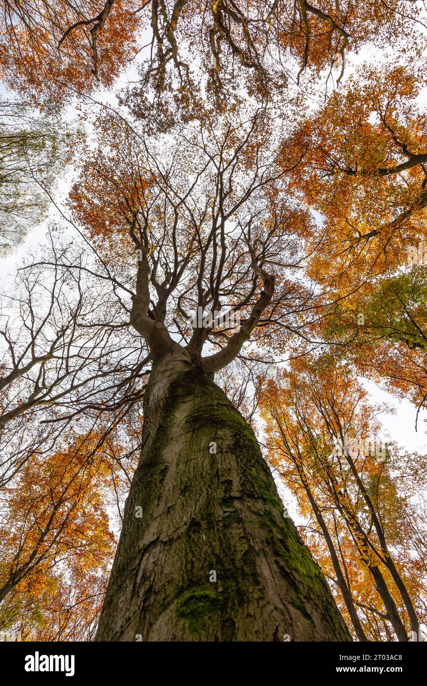 treetops with fall foliage seen from below Stock Photo - Alamy