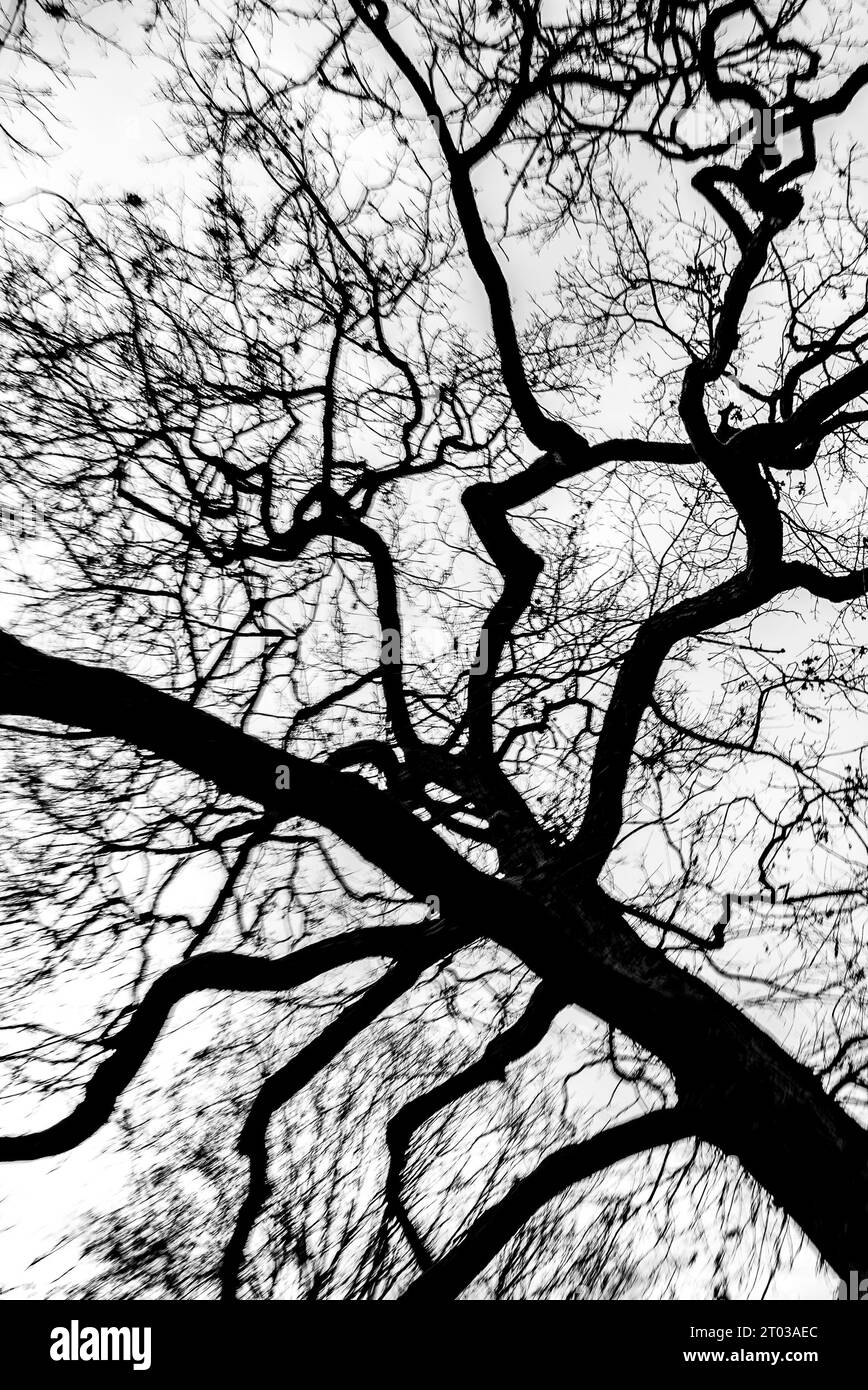 Branches of a treetop seen from below - structure, texture Stock Photo ...