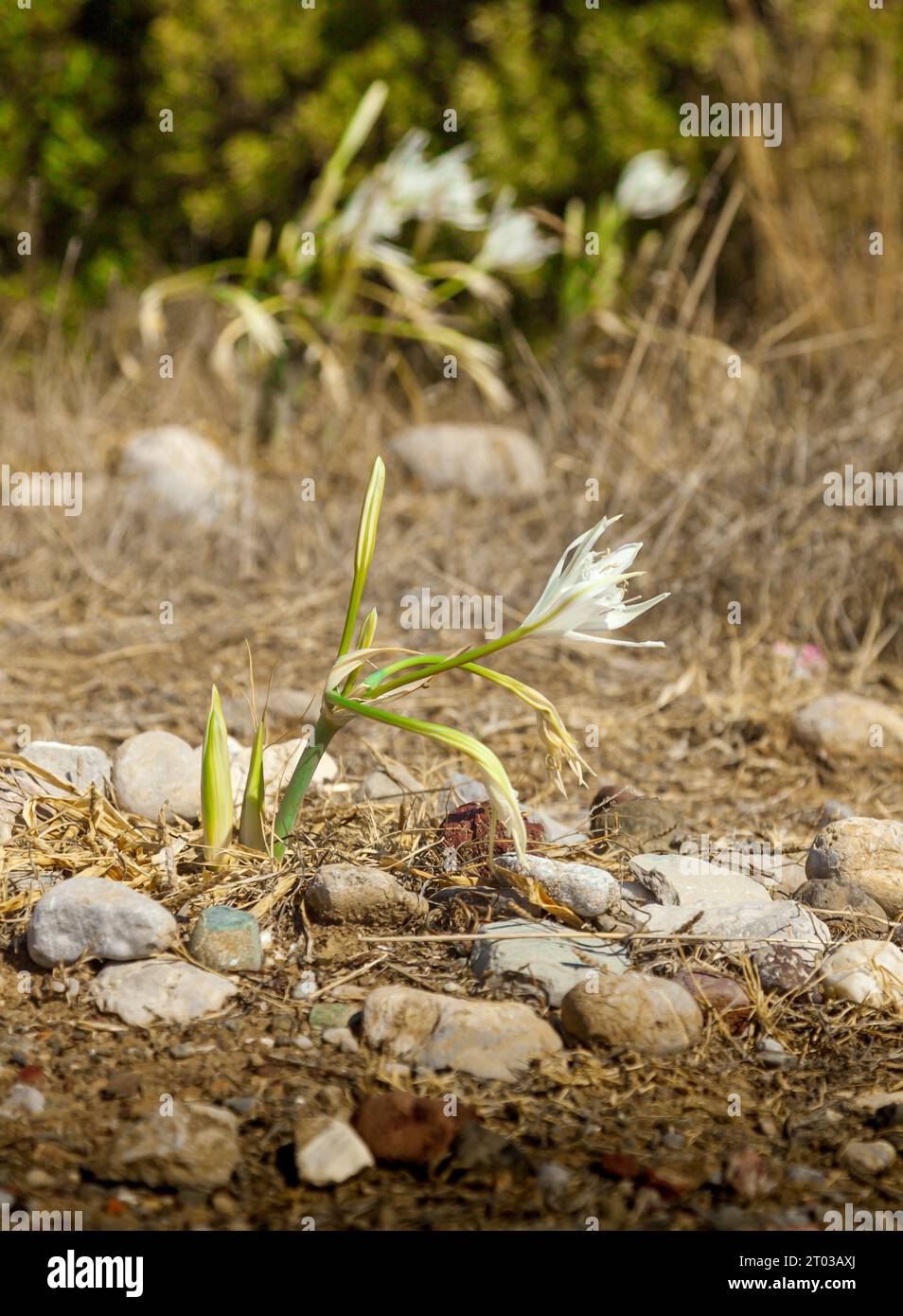 Botany endemic hi-res stock photography and images - Alamy