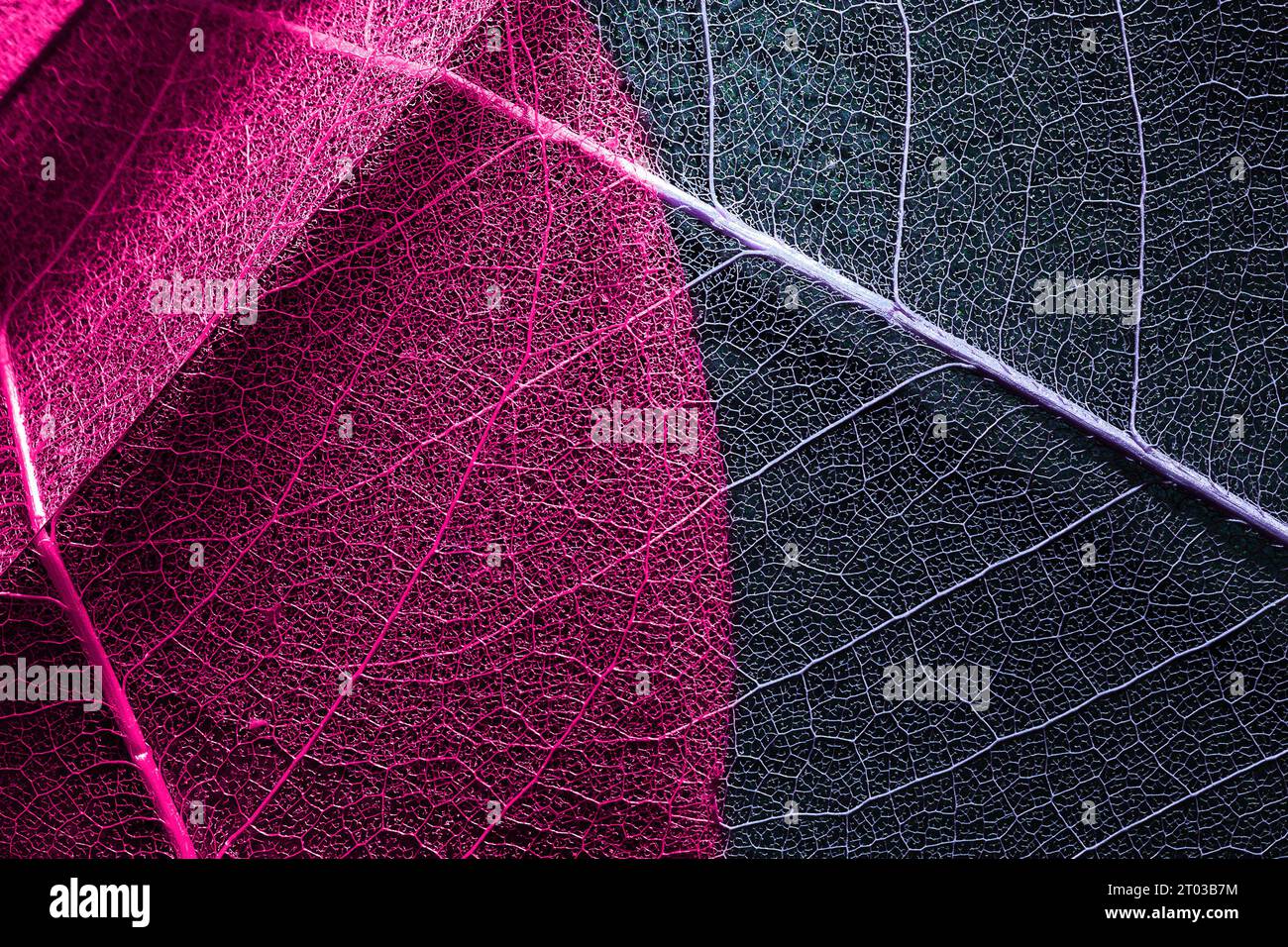 leaf texture. life and death. organic background with light effect ...