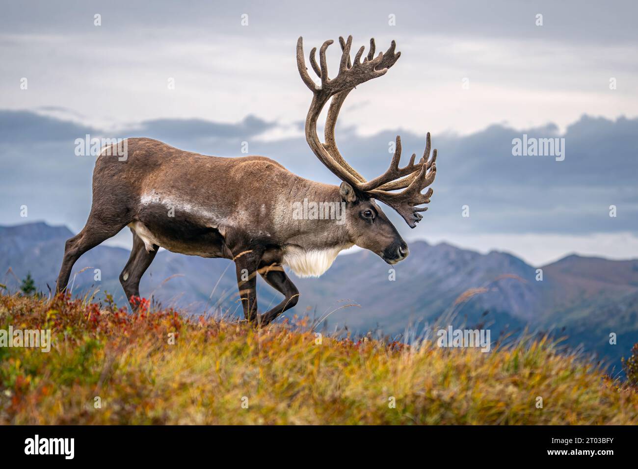 Caribou summer migration hi-res stock photography and images - Alamy