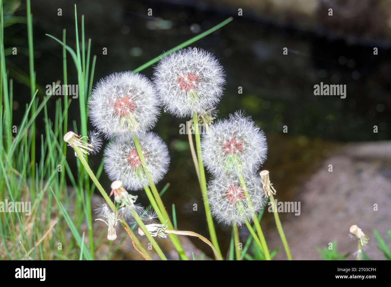 Group of dandelions in the field complete without plucking or blowing ...