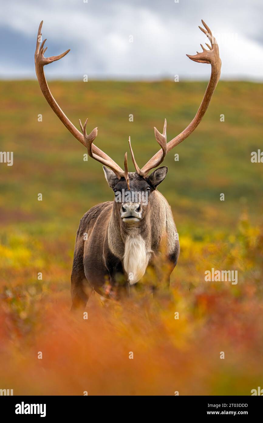 Caribou summer migration hi-res stock photography and images - Alamy