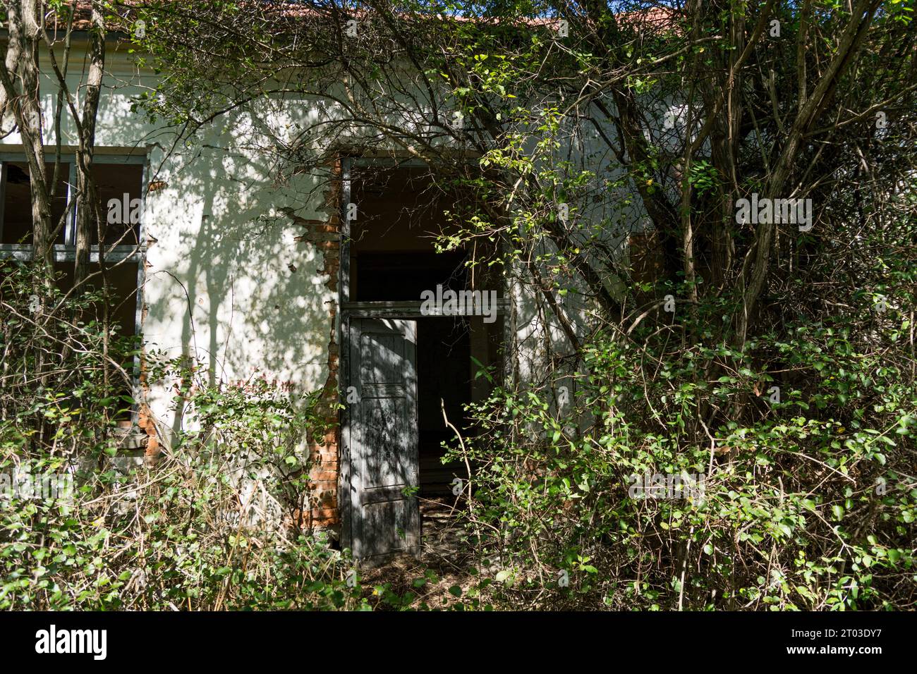 An extremely old building, now in ruins, overgrown with dense ...
