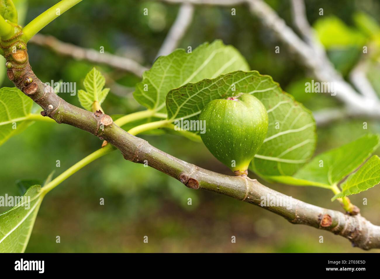 Ficus carica - Common fig, green tree, nature background Stock Photo ...
