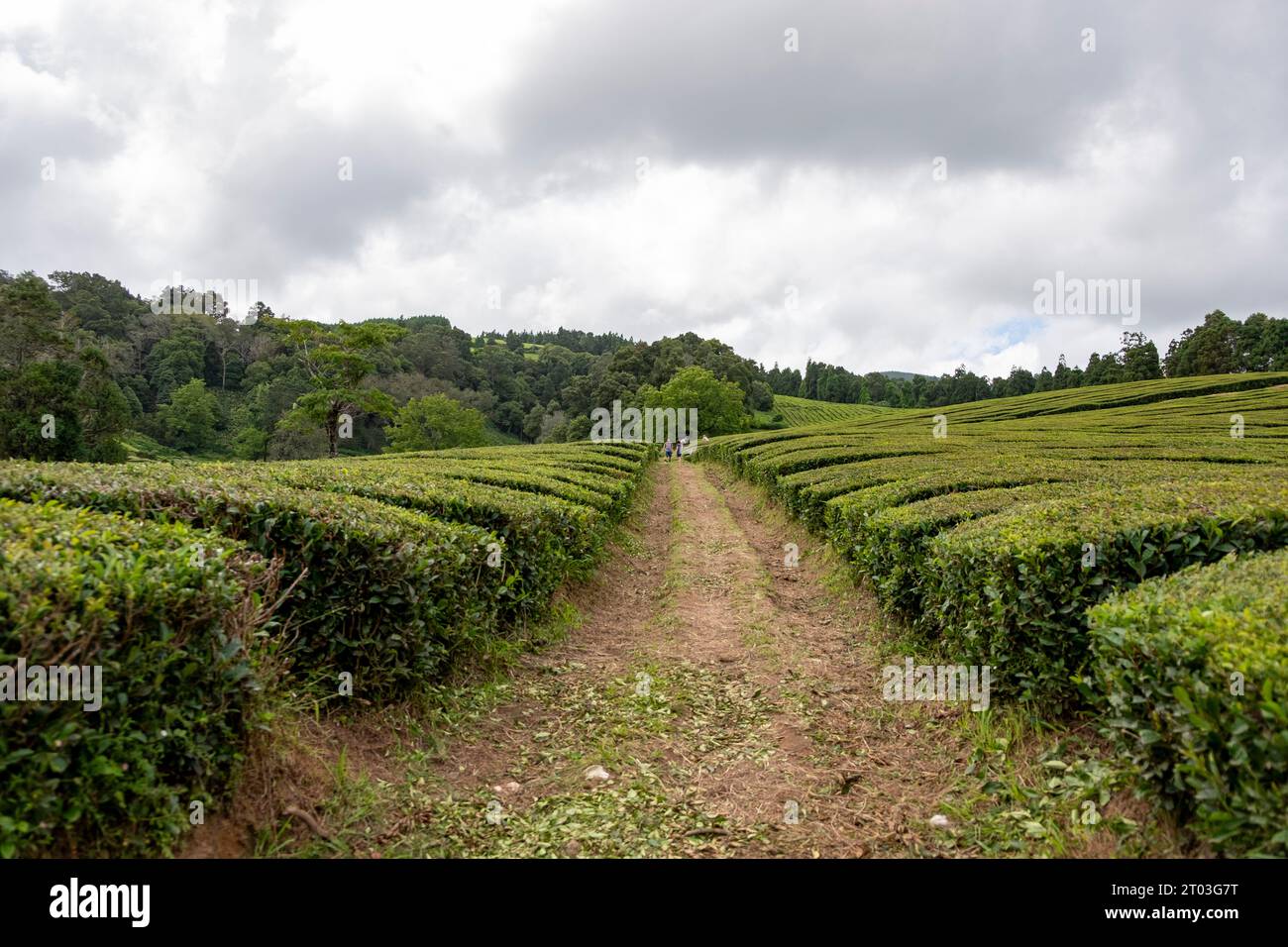 Empty Pathway in the middle of Tea Plantation of Gorreana on a cloudy ...