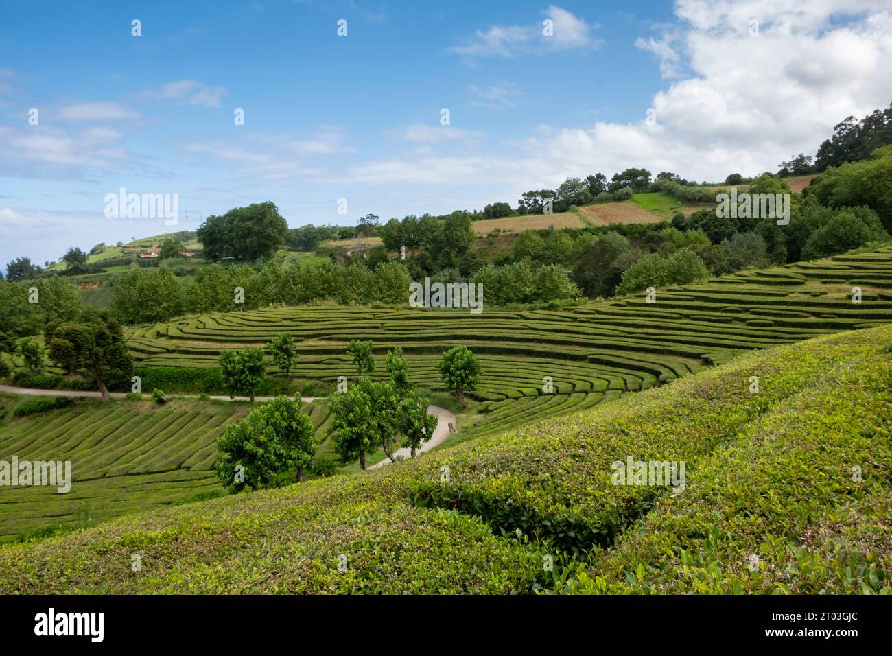 Azores, typical Tea Plantation of Gorreana on the island of Sao Miguel ...