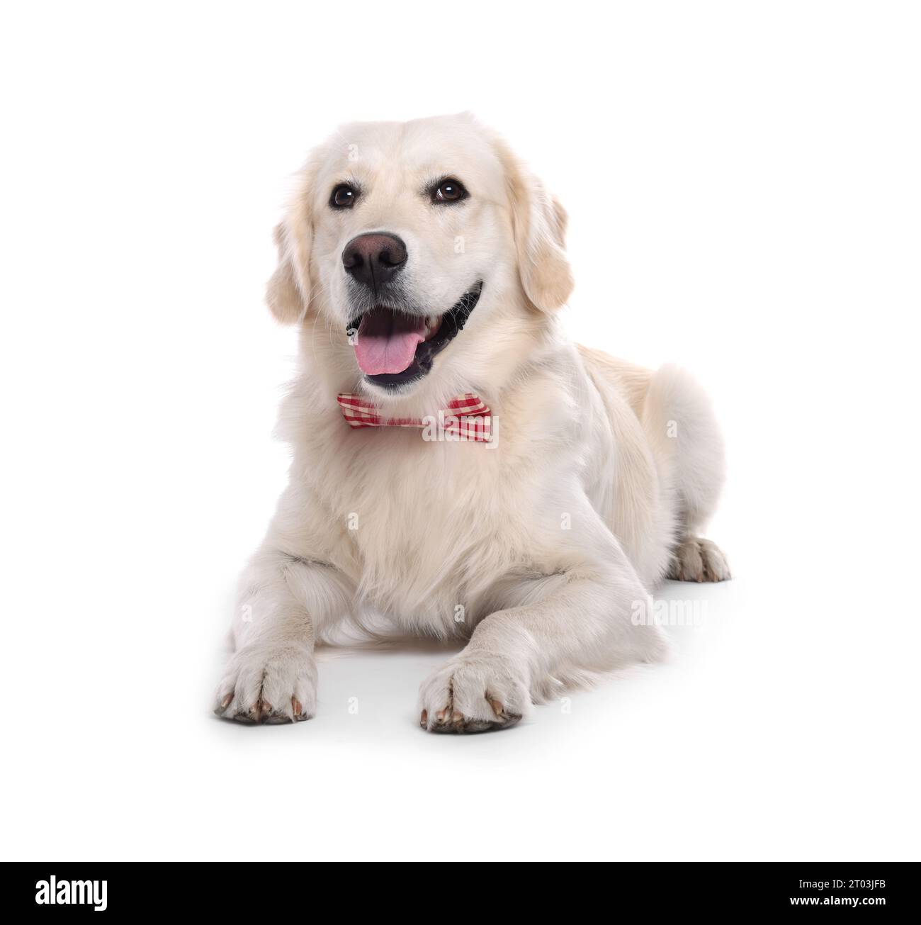 Cute Labrador Retriever with stylish bow tie on white background Stock ...