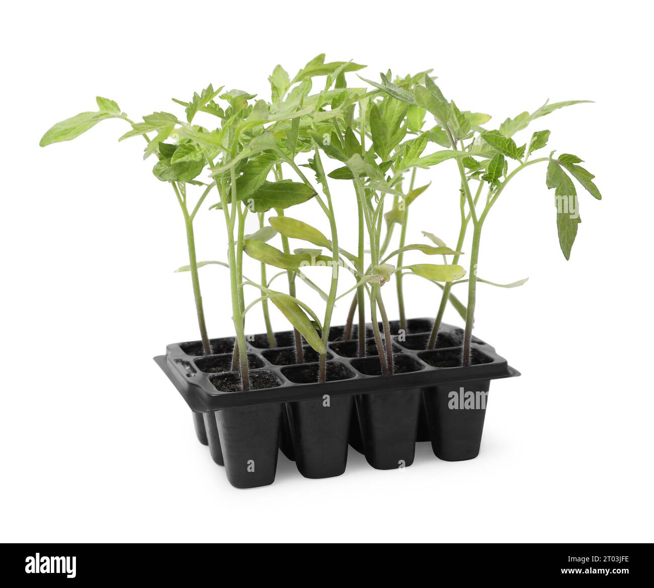 Seedlings growing in plastic container with soil isolated on white ...