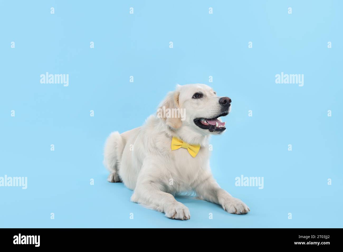 Cute Labrador Retriever with stylish bow tie on light blue background ...