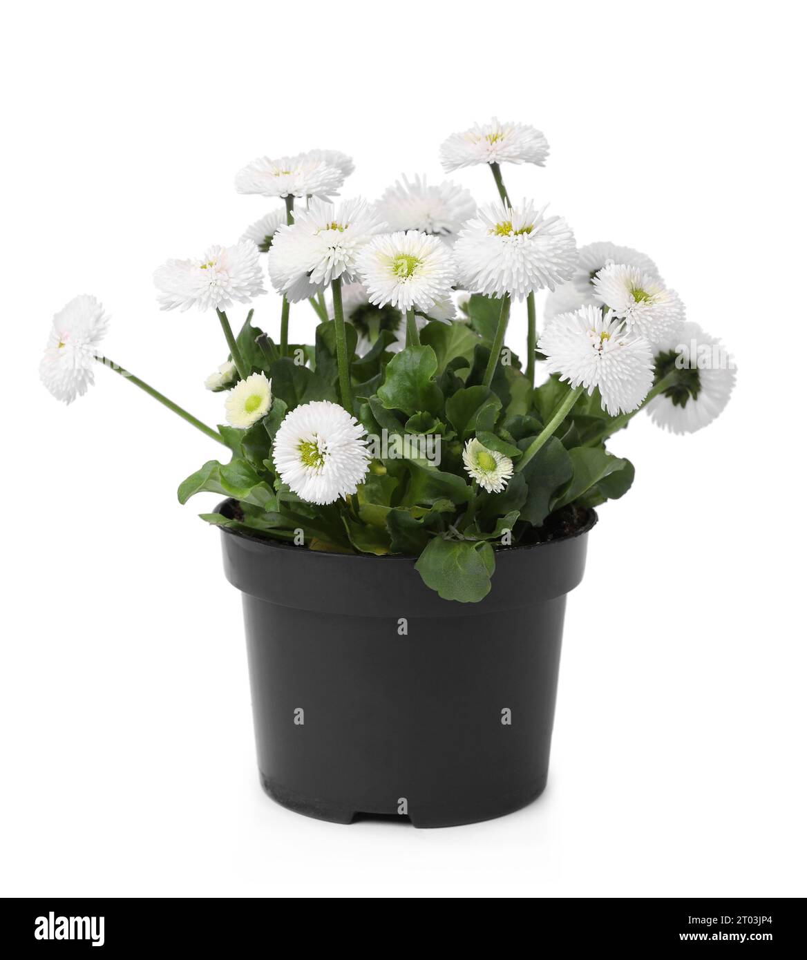 Daisy flower in pot hi-res stock photography and images - Alamy