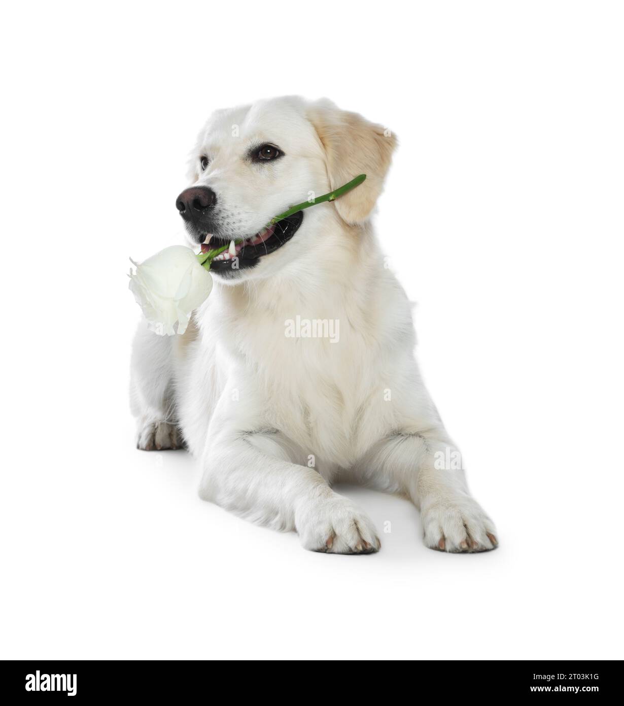 Cute Labrador Retriever with beautiful rose flower on white background ...