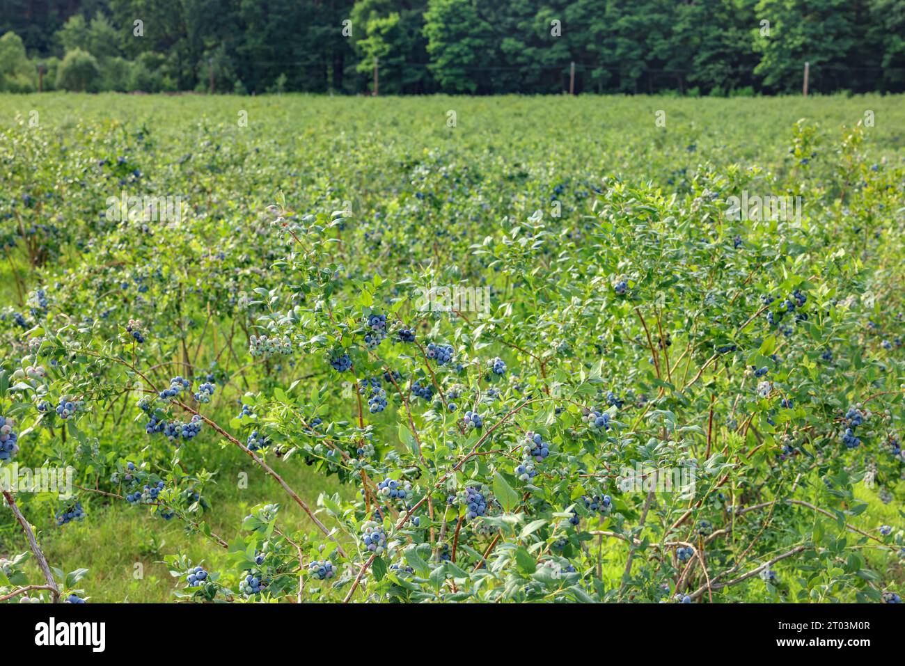 Blueberry bushes growing on farm outdoors. Seasonal berries Stock Photo ...