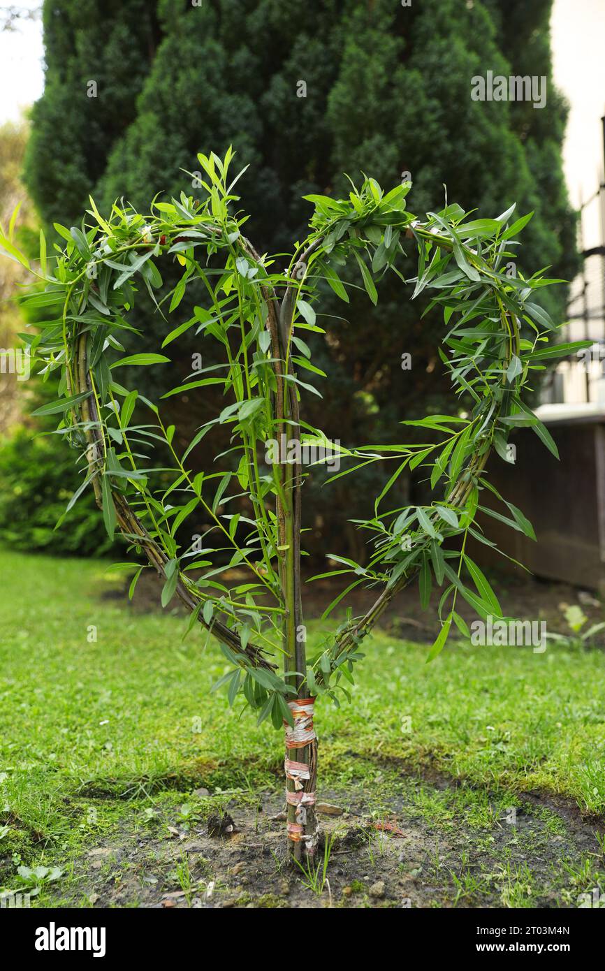 Willow tree in shape of heart growing outdoors. Gardening and ...