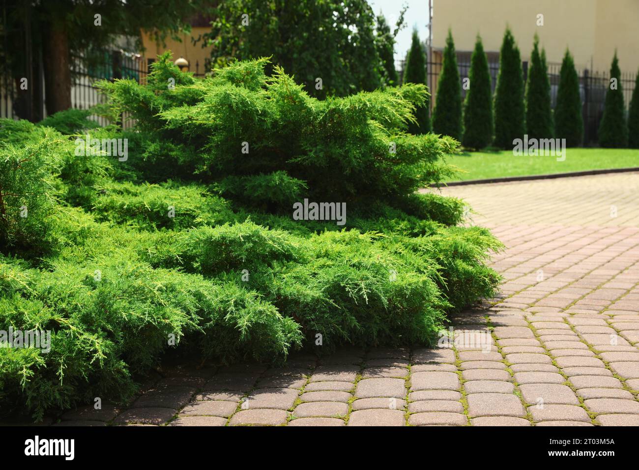 Beautiful green juniper shrub growing outdoors. Landscape design Stock ...