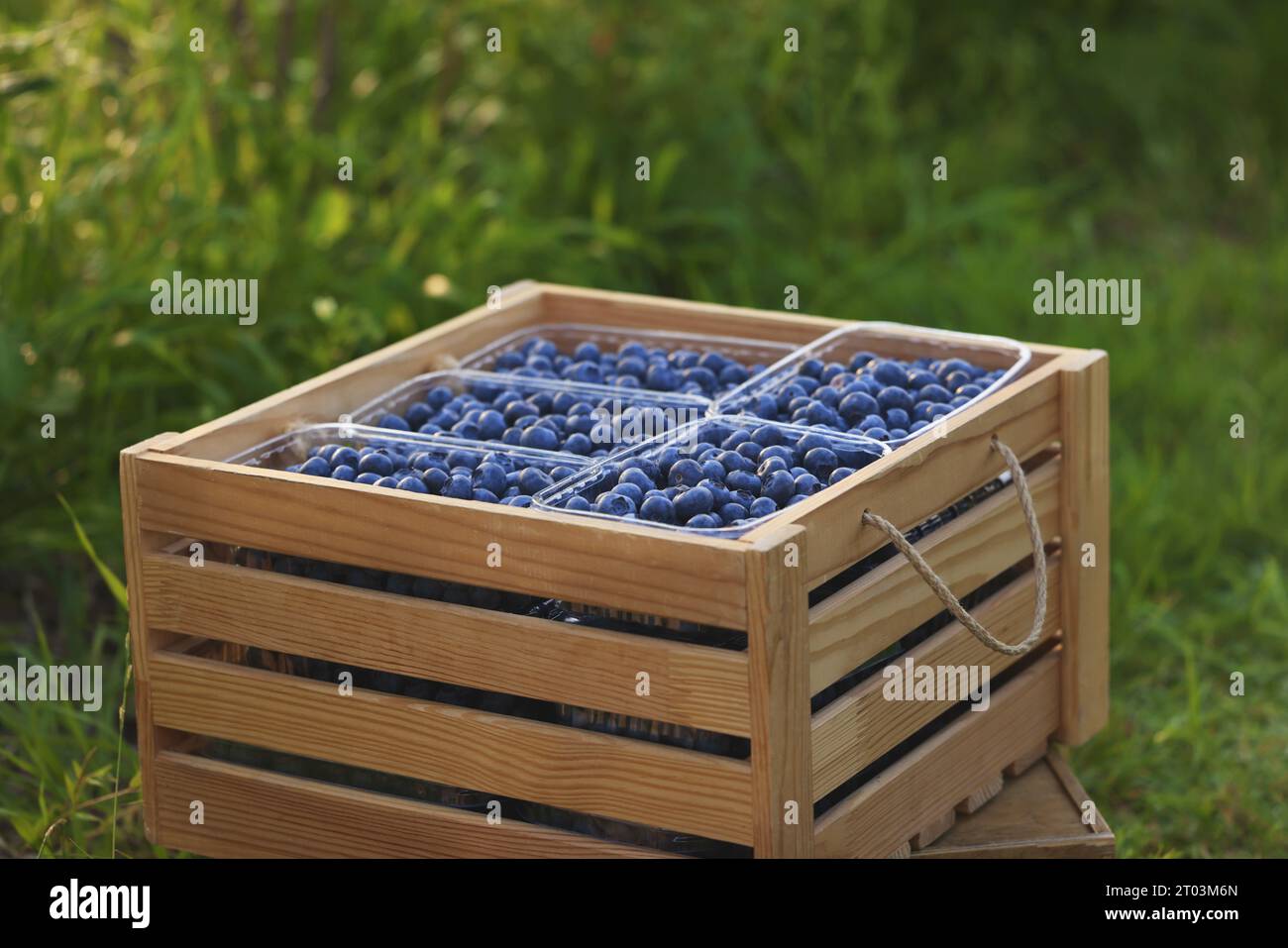 Berries at plastic boxes hi-res stock photography and images - Alamy
