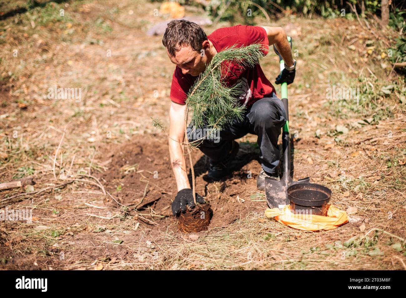 Man gardener planting pine tree Stock Photo - Alamy