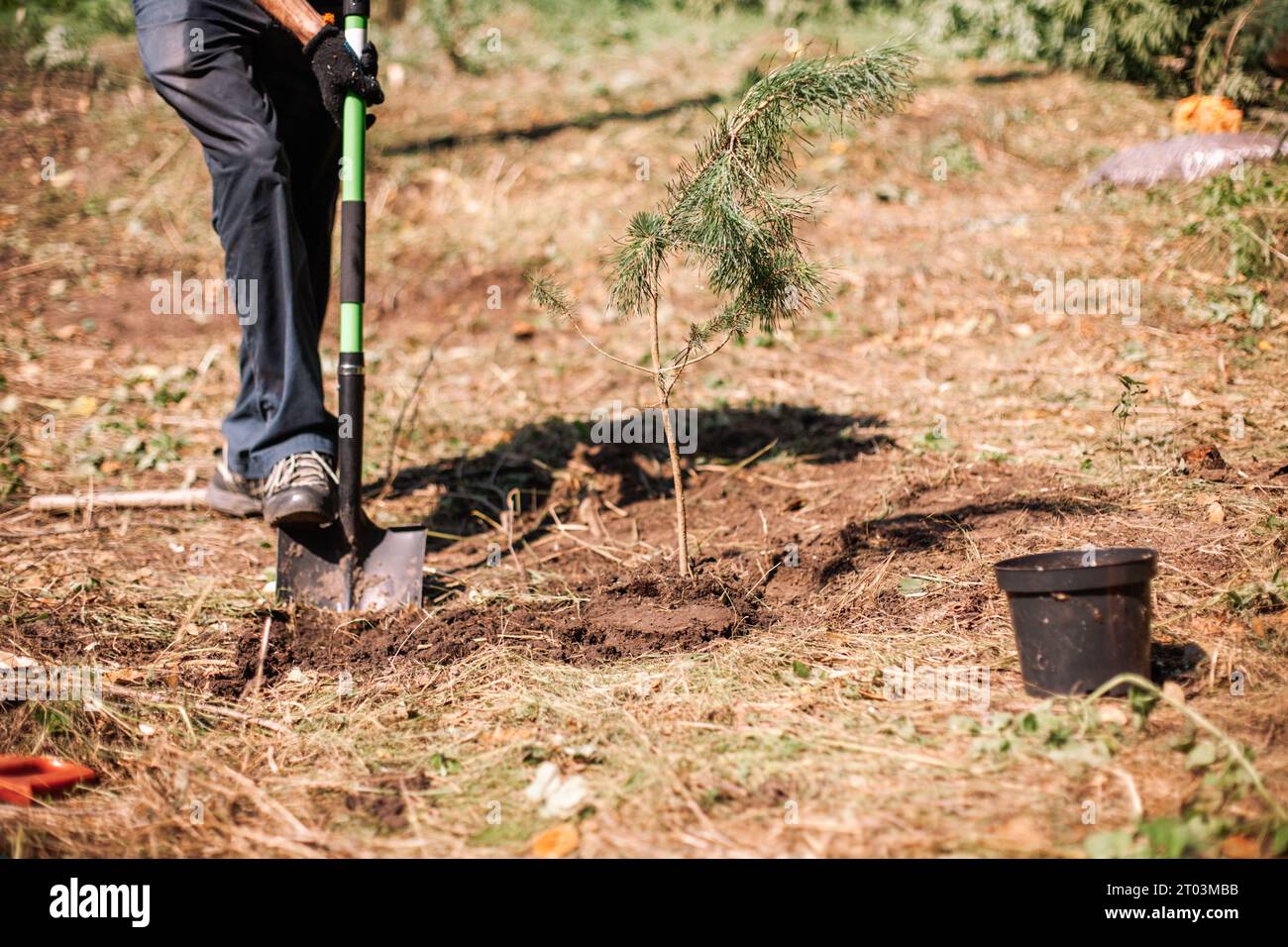 Man planting tree hole hi-res stock photography and images - Alamy