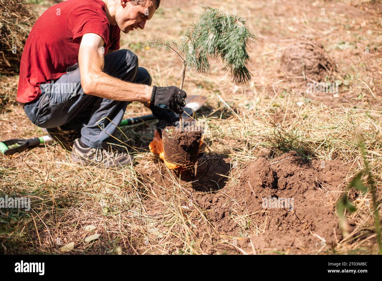 Man gardener plant gardening planting hi-res stock photography and ...