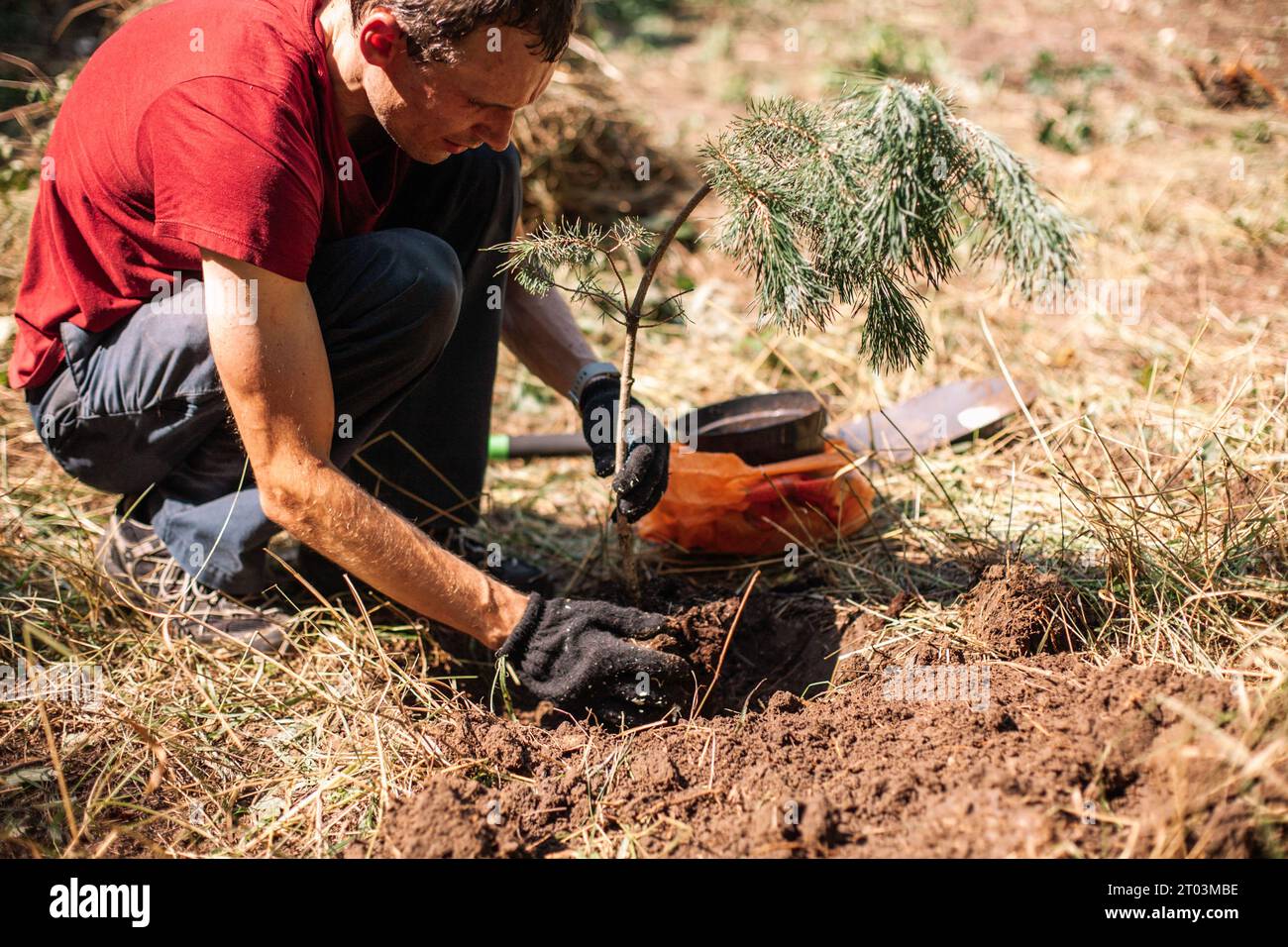 Man gardener plant gardening planting hi-res stock photography and ...