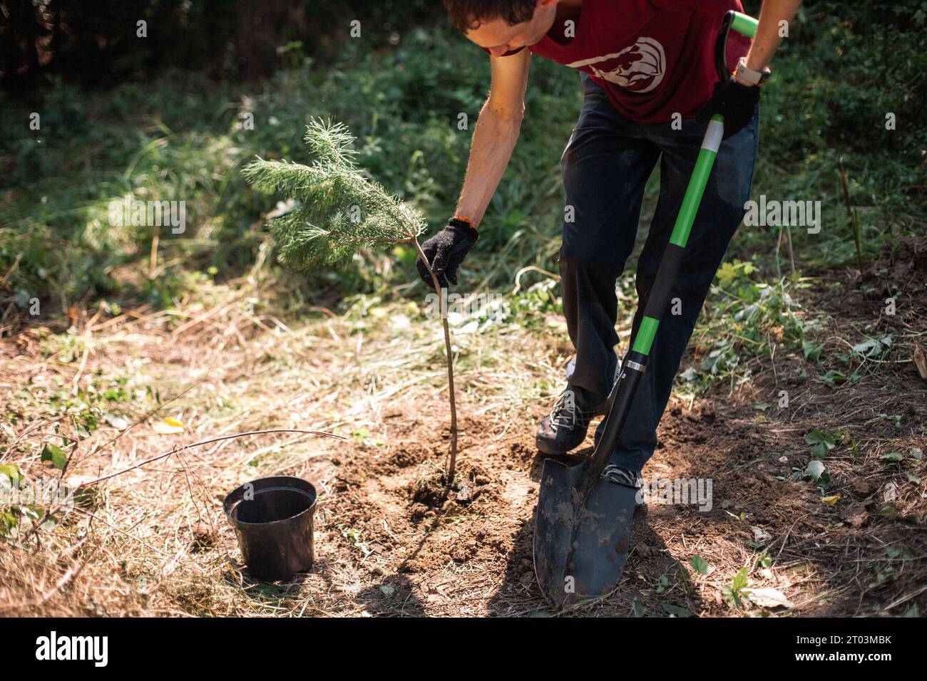 Man gardener planting pine tree Stock Photo - Alamy