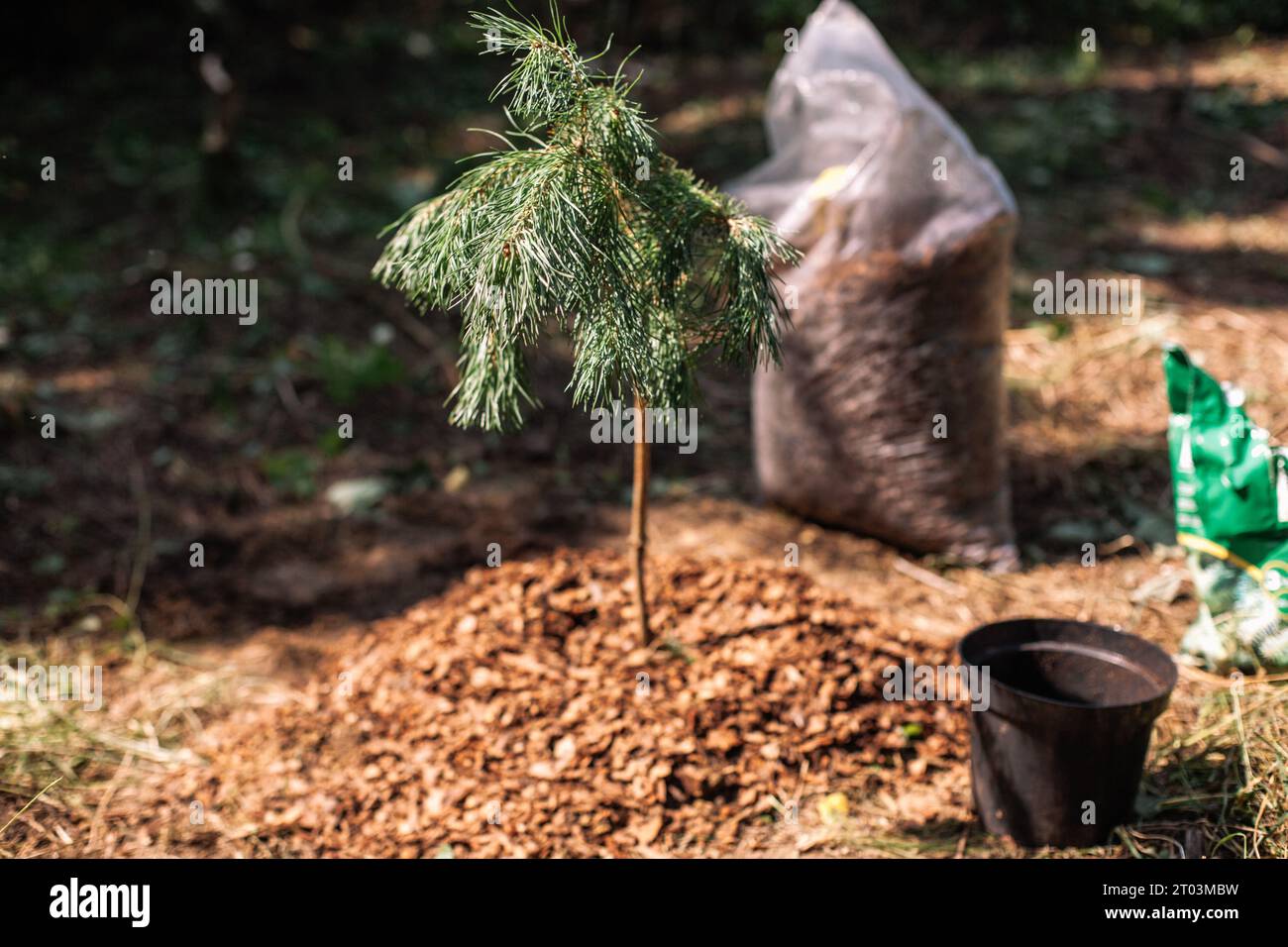 Transplanted tree hi-res stock photography and images - Alamy