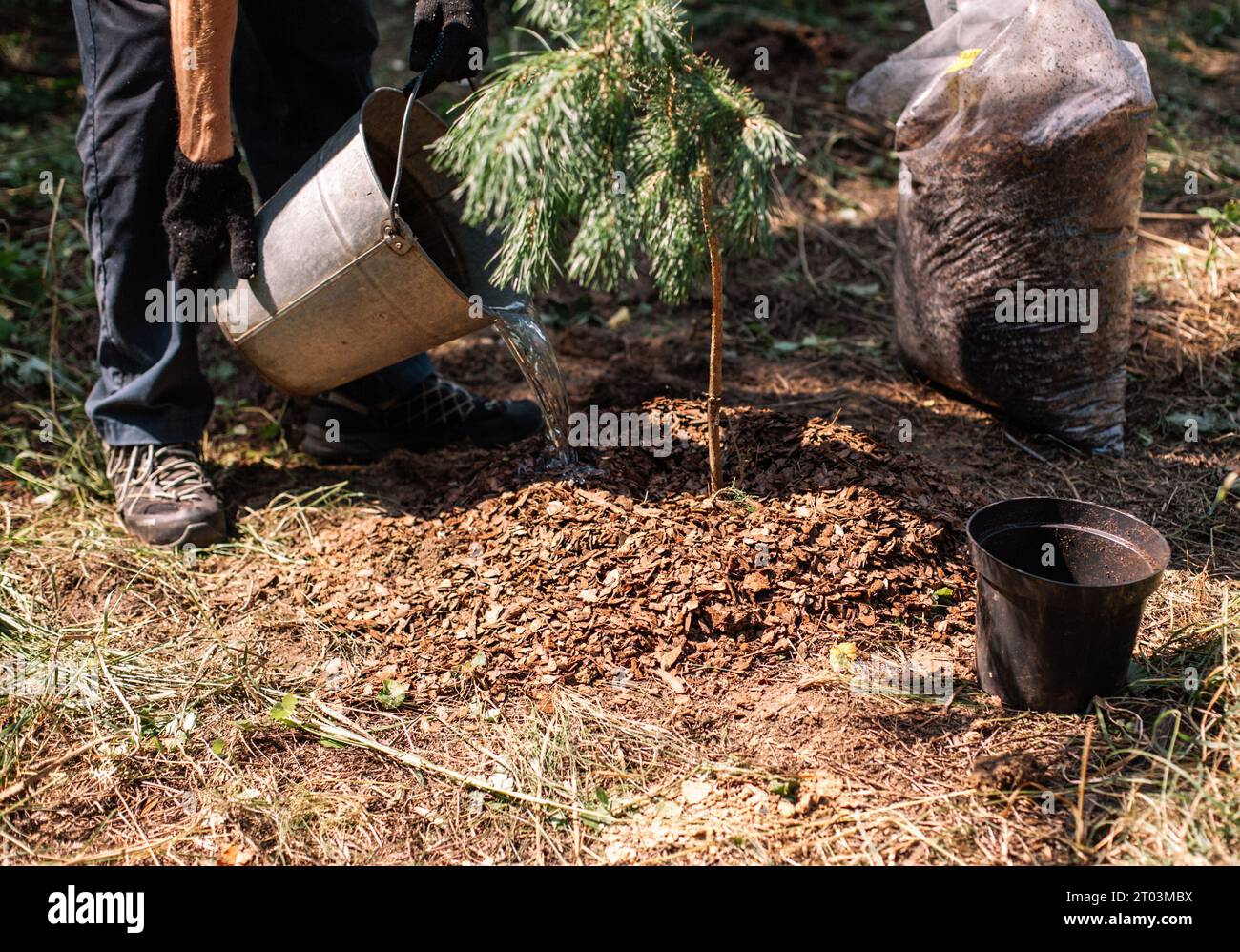 Gardener watering newly planted pine tree from bucket Stock Photo - Alamy