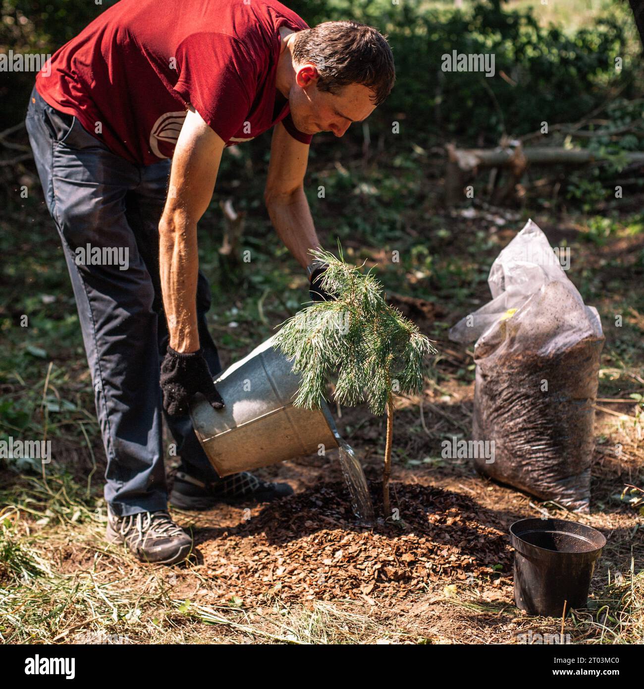 Gardener Watering Newly Planted Pine Tree From Bucket Stock Photo Alamy