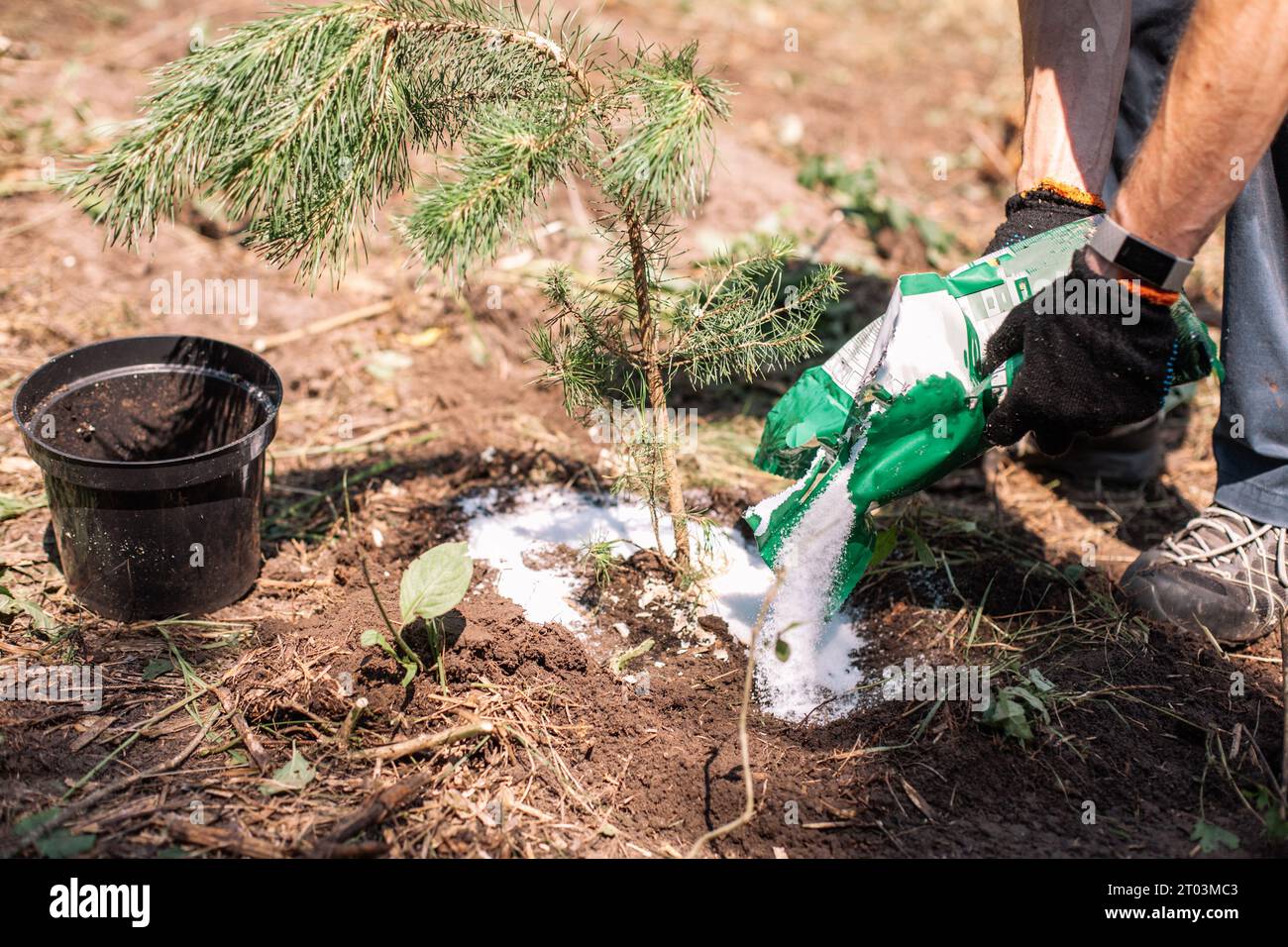 Gardener spreading fertilizer around newly planted pine tree Stock ...