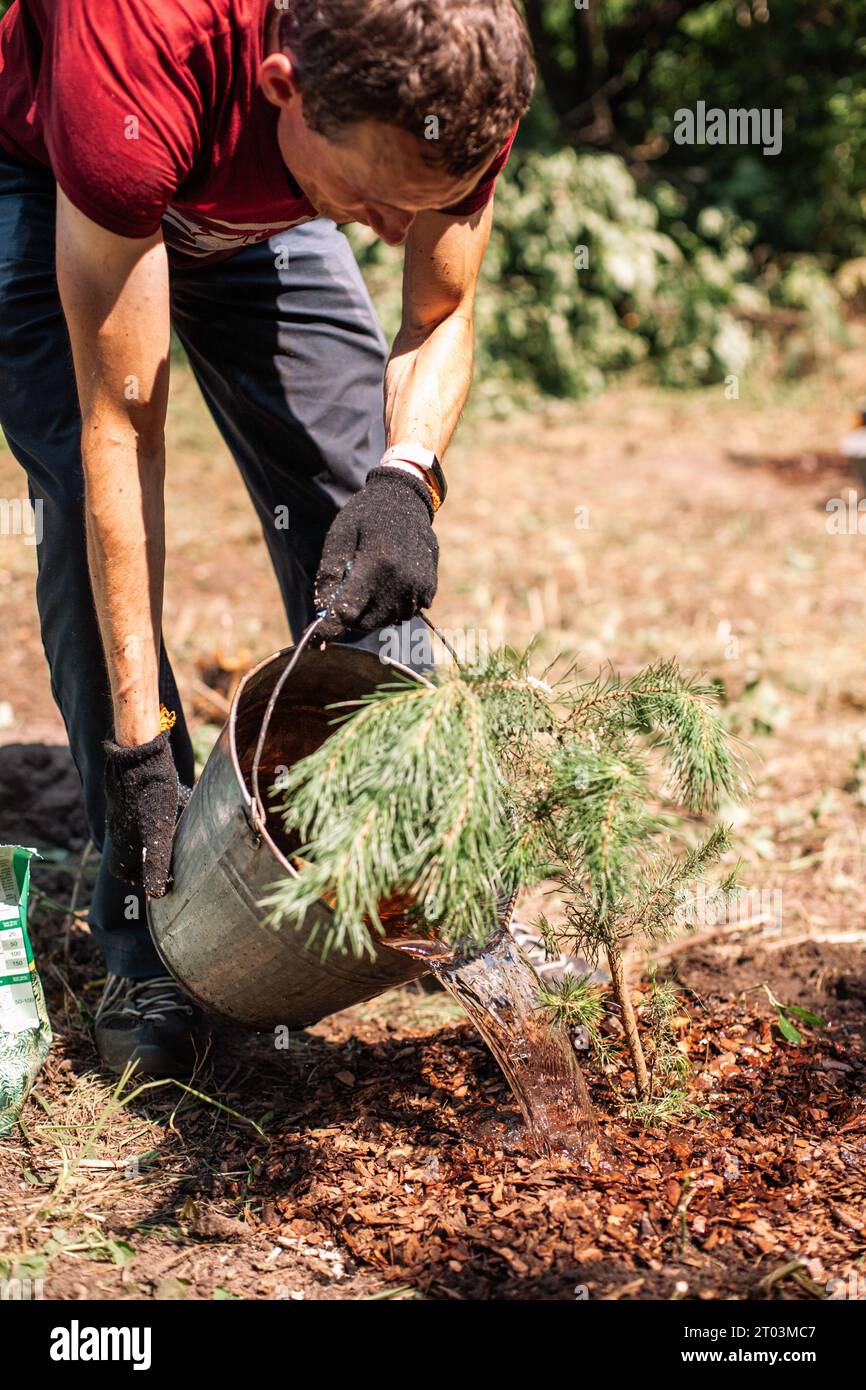 Gardener watering newly planted pine tree from bucket Stock Photo - Alamy