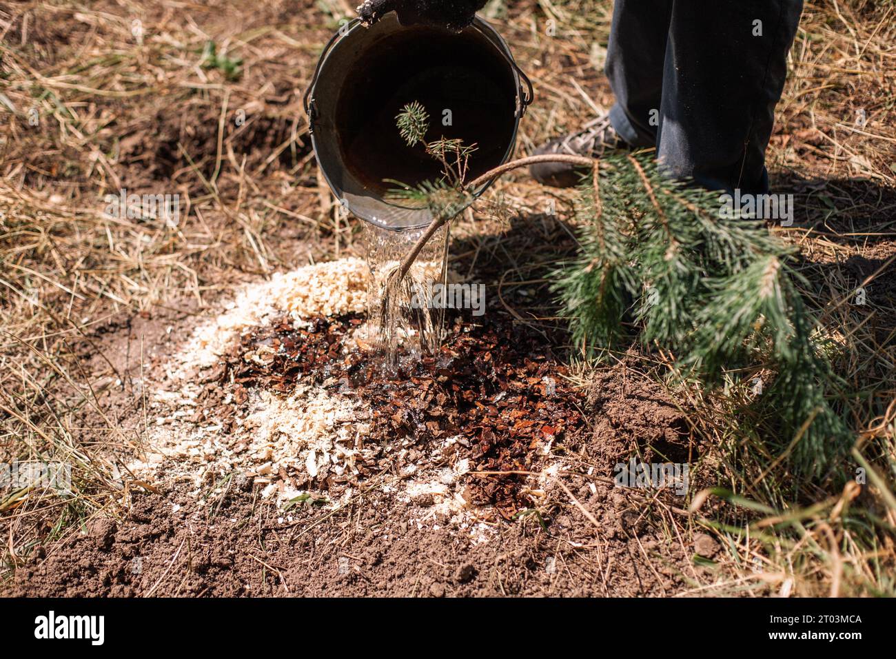 Watering newly planted tree garden hi-res stock photography and images ...